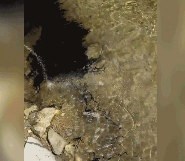 Bioremediation in Action: First Response Kit - Pantheon Enterprises